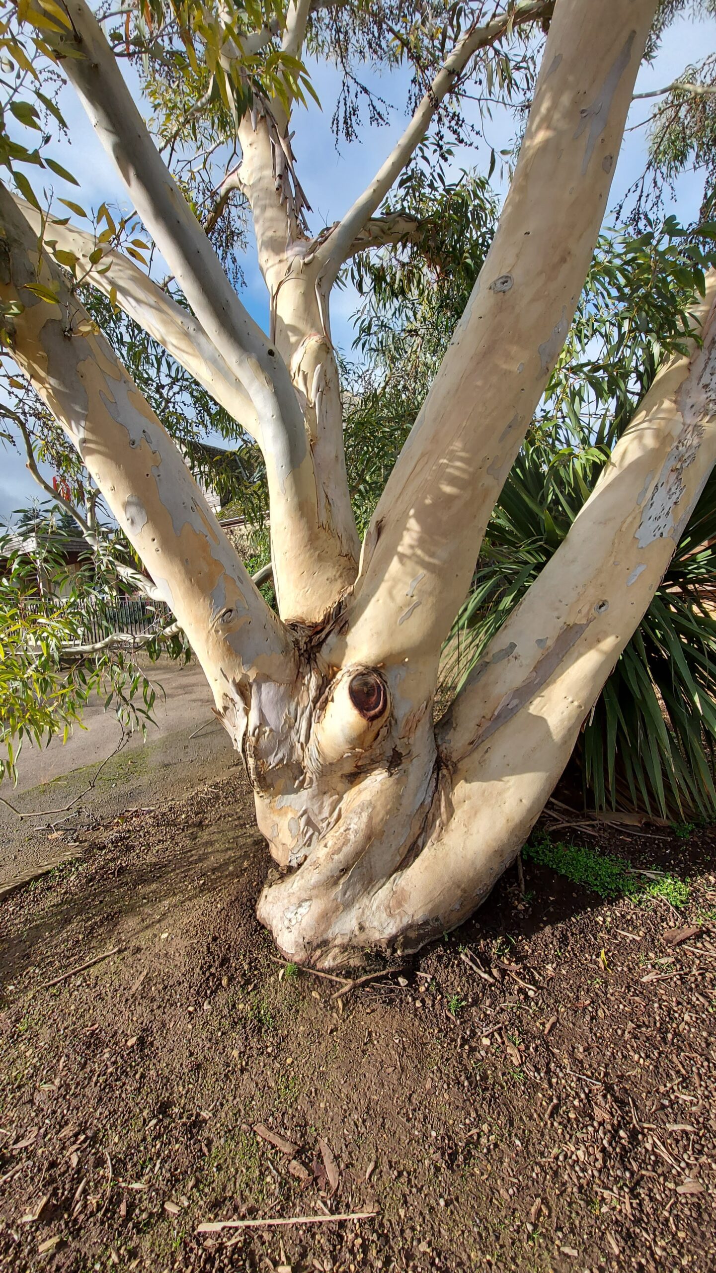 Eucalyptus niphophila - Alpine Weeping Snow Gum - 1 of the gorgeous ...