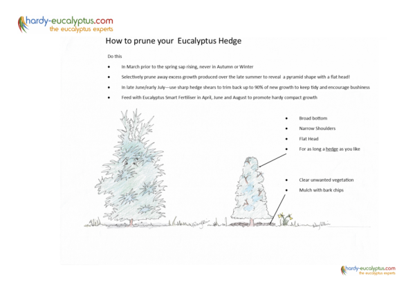 Pruning Guides For Eucalyptus Hardy Eucalyptus