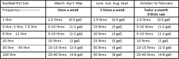 How to water a newly planted Eucalyptus correctly! - Hardy Eucalyptus